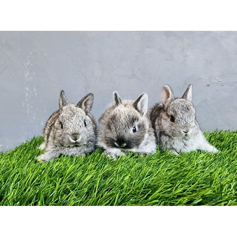 Jual kelinci Netherland Dwarf (ND) | Shopee Indonesia