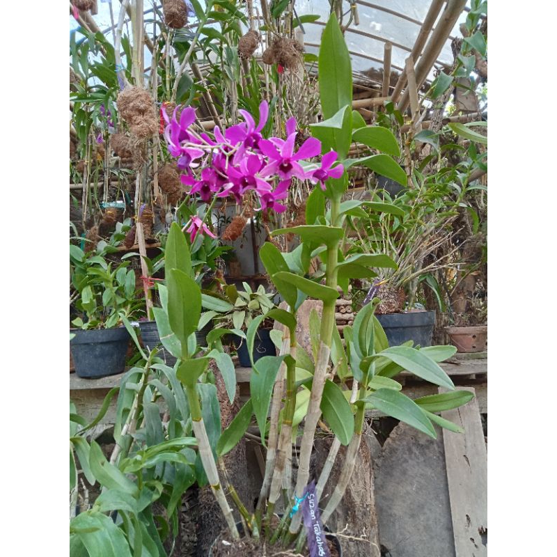 Jual suzan takahasi/anggrek jadul murah/anggrek dendrobium | Shopee ...
