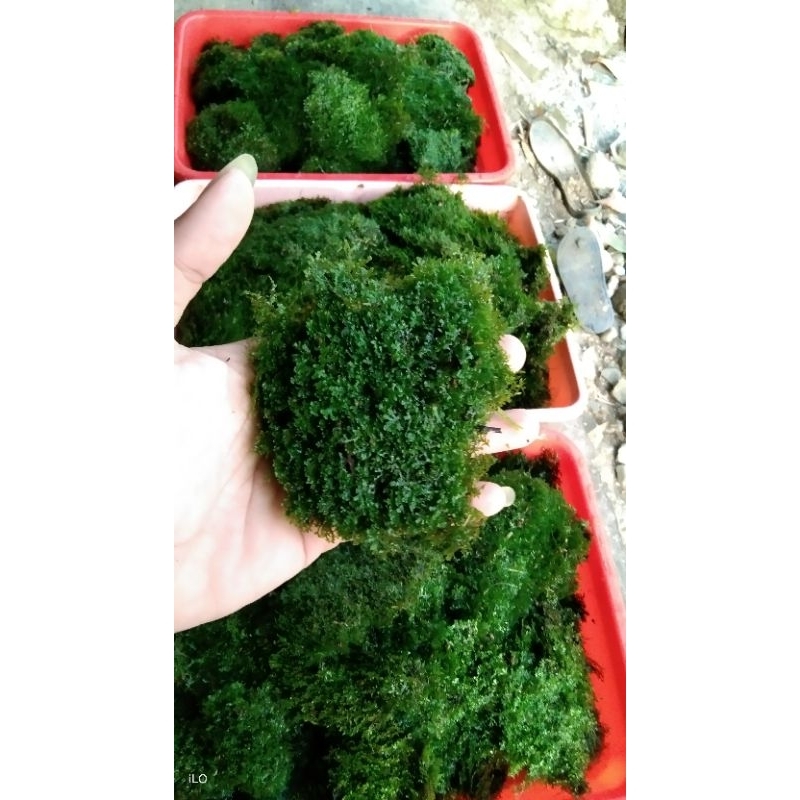 Jual moss ricardia pernampan 30*20 | Shopee Indonesia