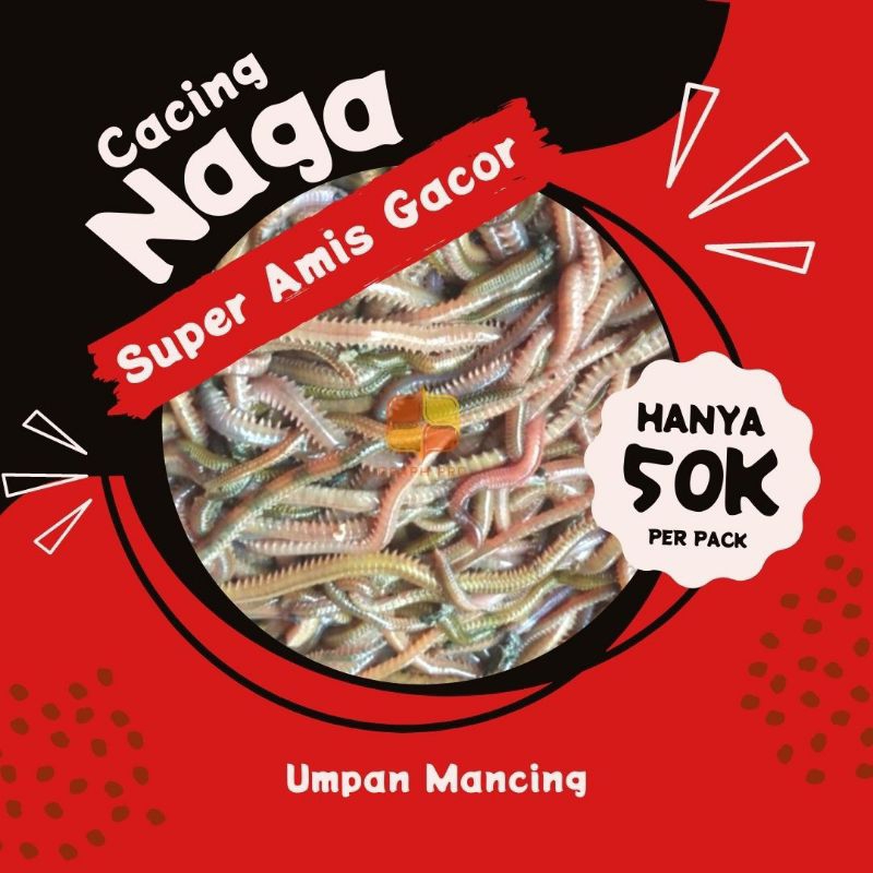 Jual Lyced Oele/Laor/Lur/Cacing Naga/Cacing Laut | Shopee Indonesia