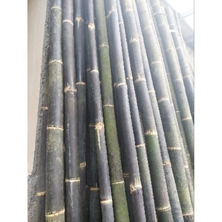 Jual Bambu Hitam 3 Meter Bambu wulung Bulat Tua Asli Bambu Apus Bambu ...