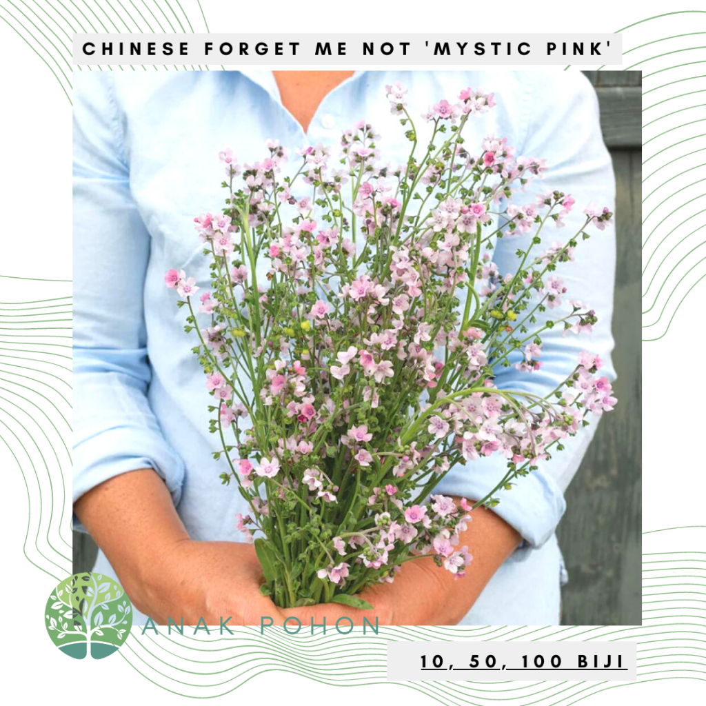 Jual Benih Bibit Biji - Bunga Chinese Forget Me Not Mystic Pink / Merah ...