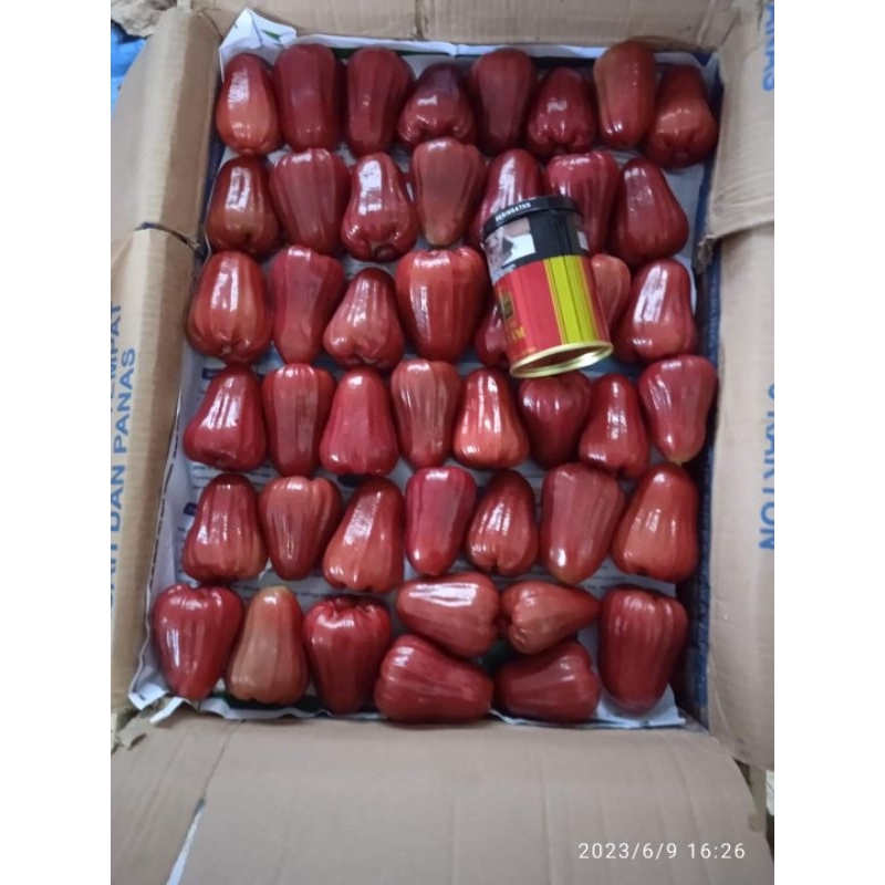 Jual 1 kg Fress Jambu Air Citra, Buah Jambu Air Citra | Shopee Indonesia