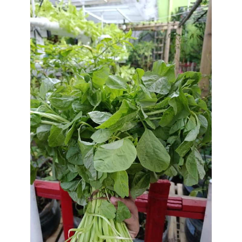 Jual bayam segar 1 ikat | Shopee Indonesia