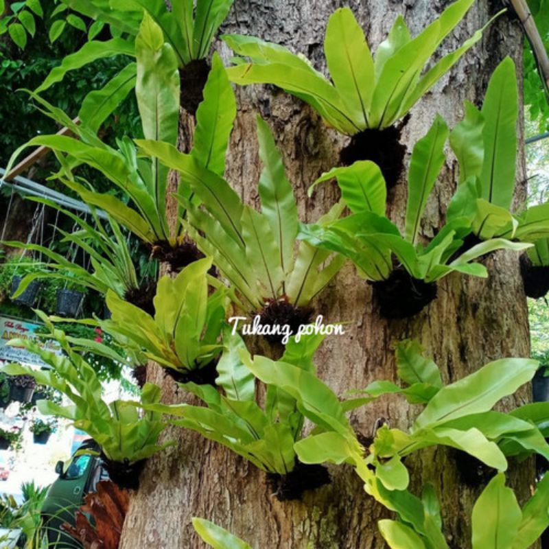 Jual JUAL TANAMAN KADAKA/TANAMAN HIAS PECKING MEDIA TANAH | Shopee ...