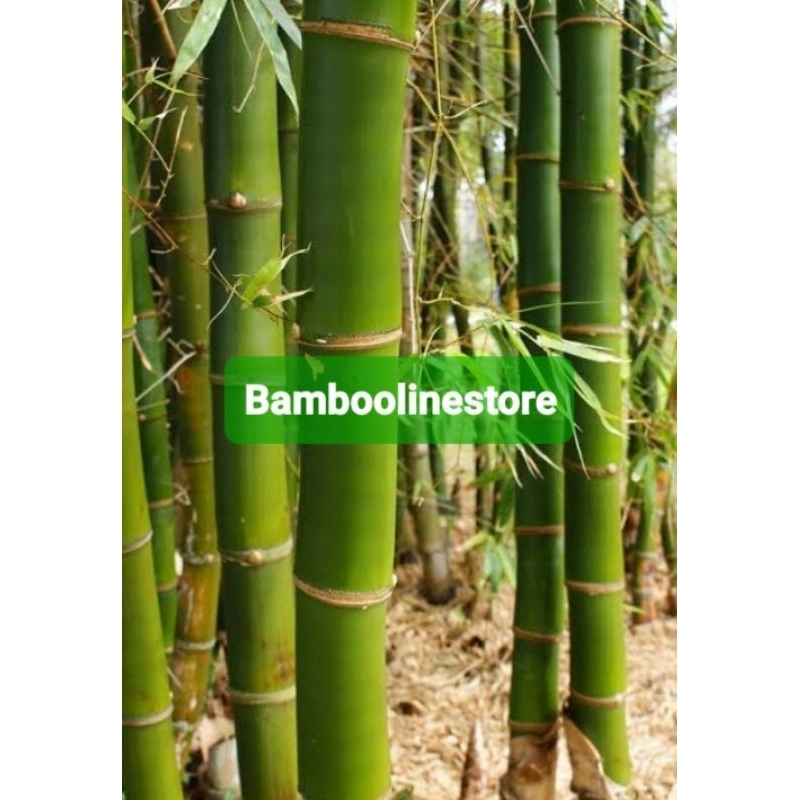 Jual Batang bambu hijau bambu ampel 30 cm per 2 batang tua pilihan-az ...