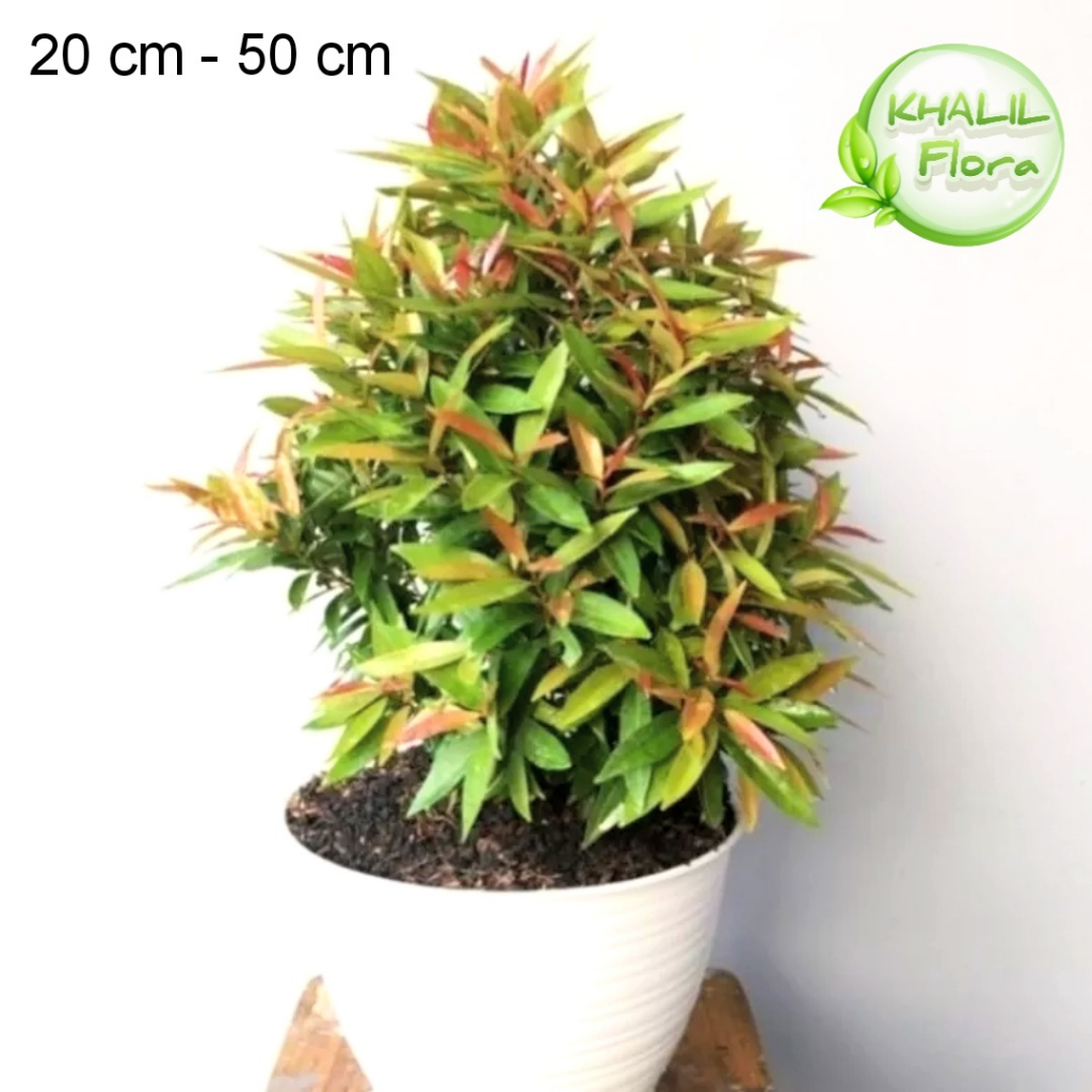 Jual Bibit Pucuk Merah Ukuran 30 - 50 cm (Pohon Pucuk Merah Murah ...