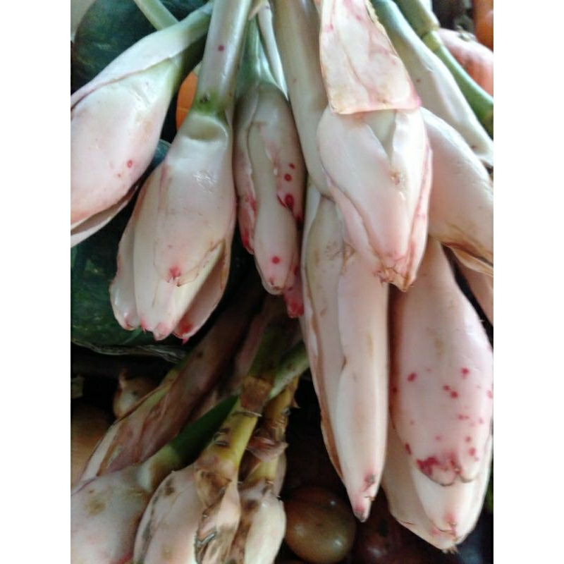 Jual BUNGA HONJE KECOMBRANG KANTAN | Shopee Indonesia