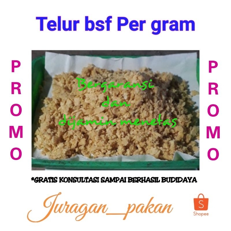 Jual [10 GRAM] TELUR BSF TELUR MAGGOT BSF/PROMO/BERKUALITAS!!! | Shopee ...