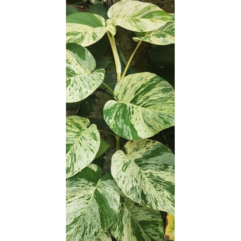 Jual Sirih gading variegata / varigata / sirih gading marble JUMBO ...