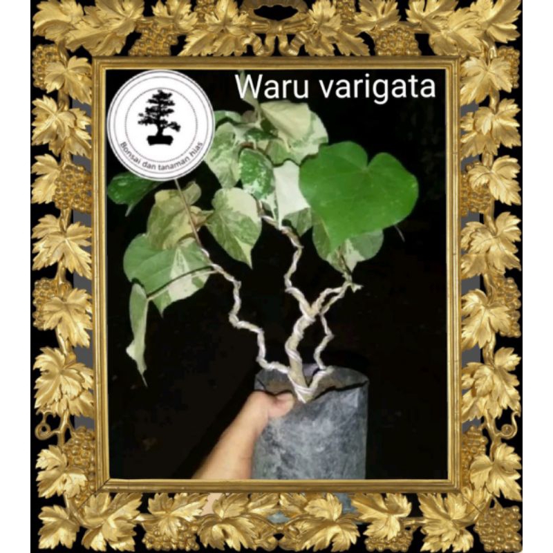 Jual Waru Varigata Kawatan | Shopee Indonesia