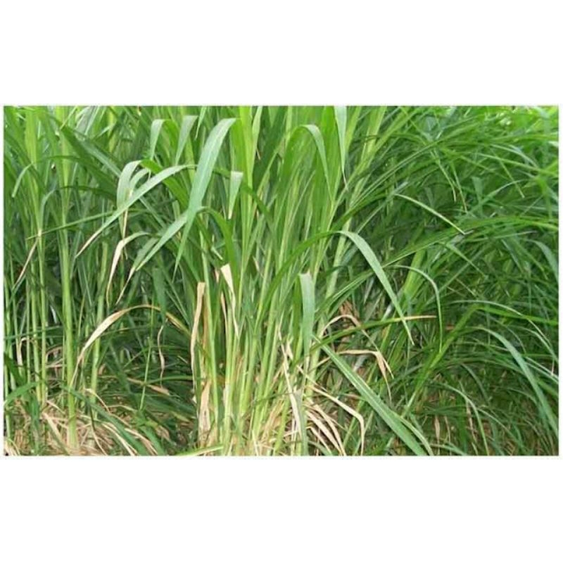Jual Bibit Rumput Gajah Biasa 1 Kg / Rumput Kolonjono / Rumput Gajah ...