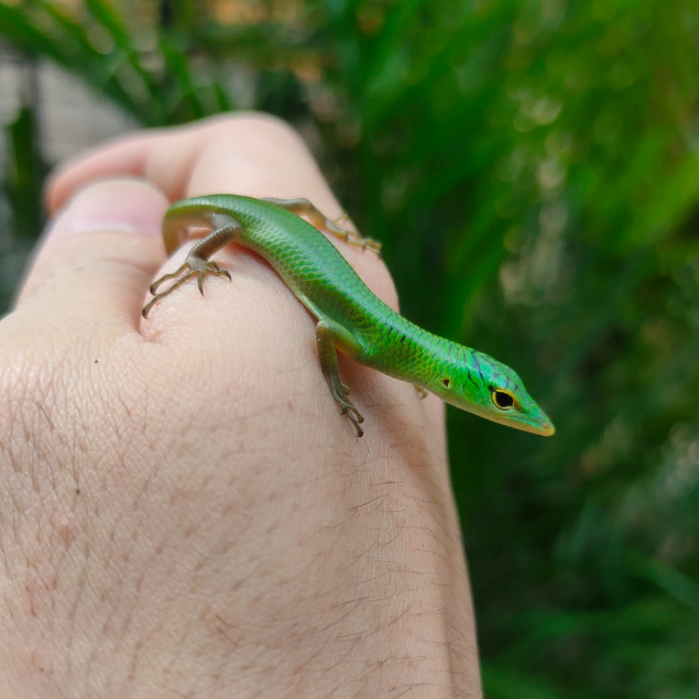 Jual Emerald Tree Skink / Kadal Pohon Hijau | Shopee Indonesia