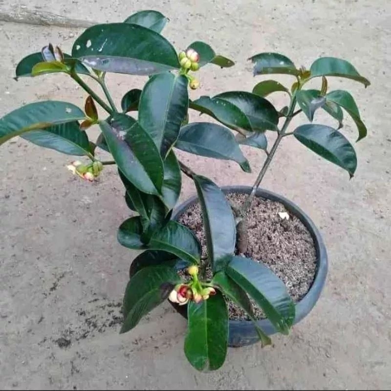 Jual bunga manggis Harga Terbaik & Termurah Oktober 2023 | Shopee Indonesia