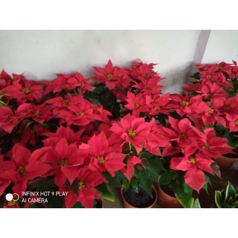 Jual Tanaman hias outdoor bunga kastuba merah | Shopee Indonesia