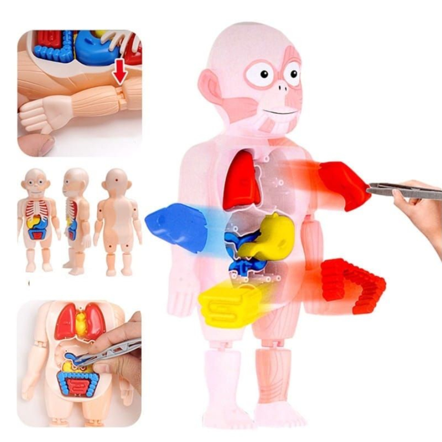 Jual Mainan edukasi organ tubuh manusia / anatomi tubuh 3D sains ...