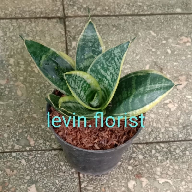 Jual Sansevieria dwarf laurentii / sansiviera sansivera hahnii lidah ...