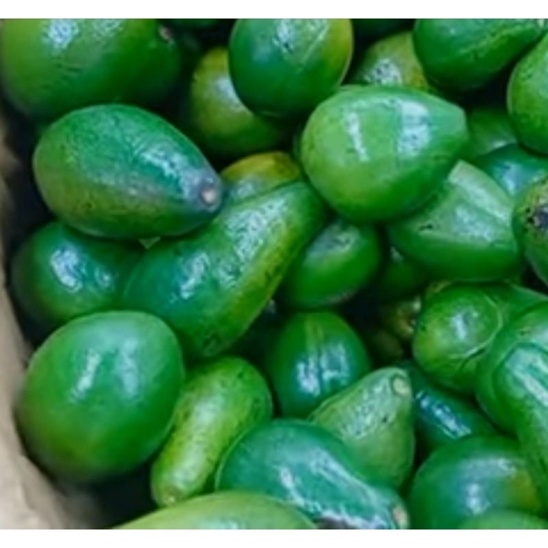 Jual alpukat 1 kg ukuran besar | Shopee Indonesia