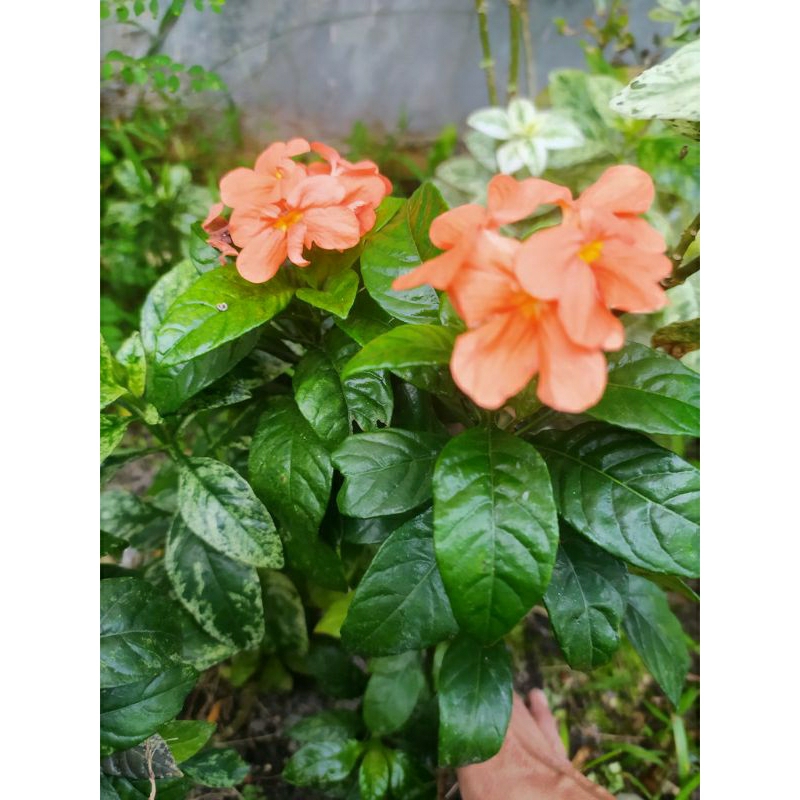 Jual crossandra bunga oren | Shopee Indonesia