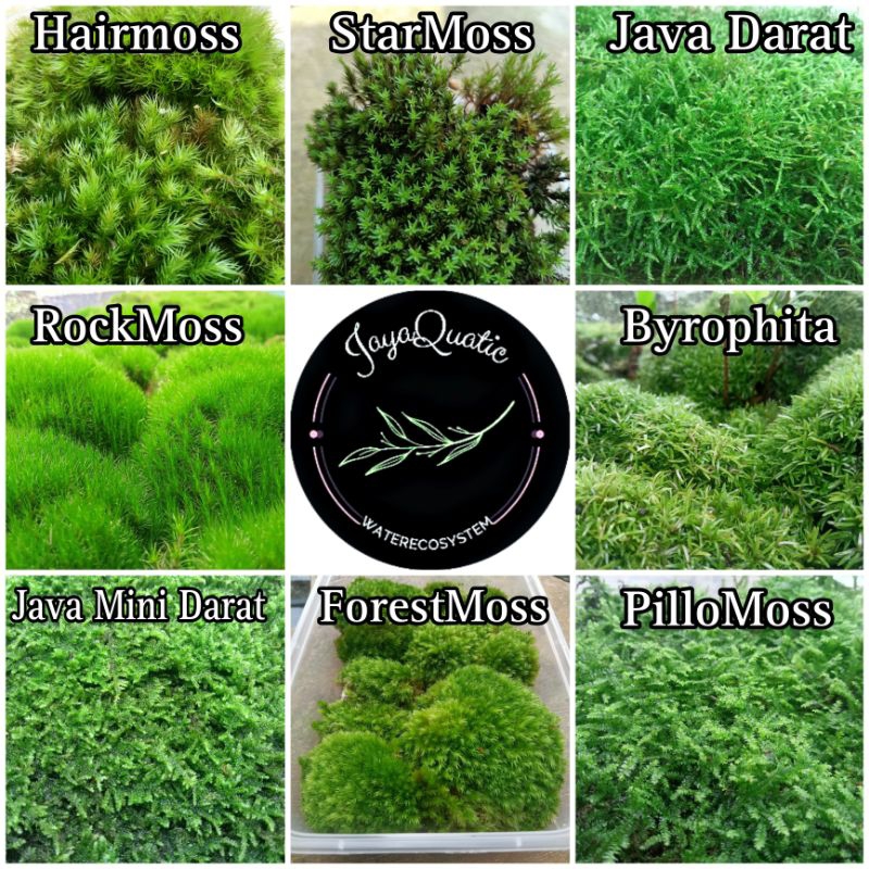 Jual Moss Paludarium Terrarium Vivarium - Rock Moss/Forest Spagnum ...