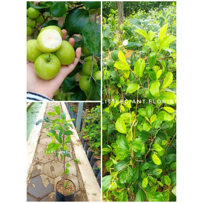 Jual Bibit Tanaman Buah Apel Putsa India Asli | Shopee Indonesia
