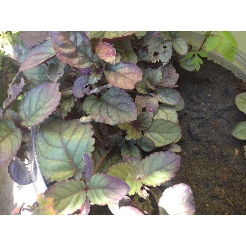 Jual Daun sambangdarah / Sambang Getih / Sambang geteh / Remek daging ...