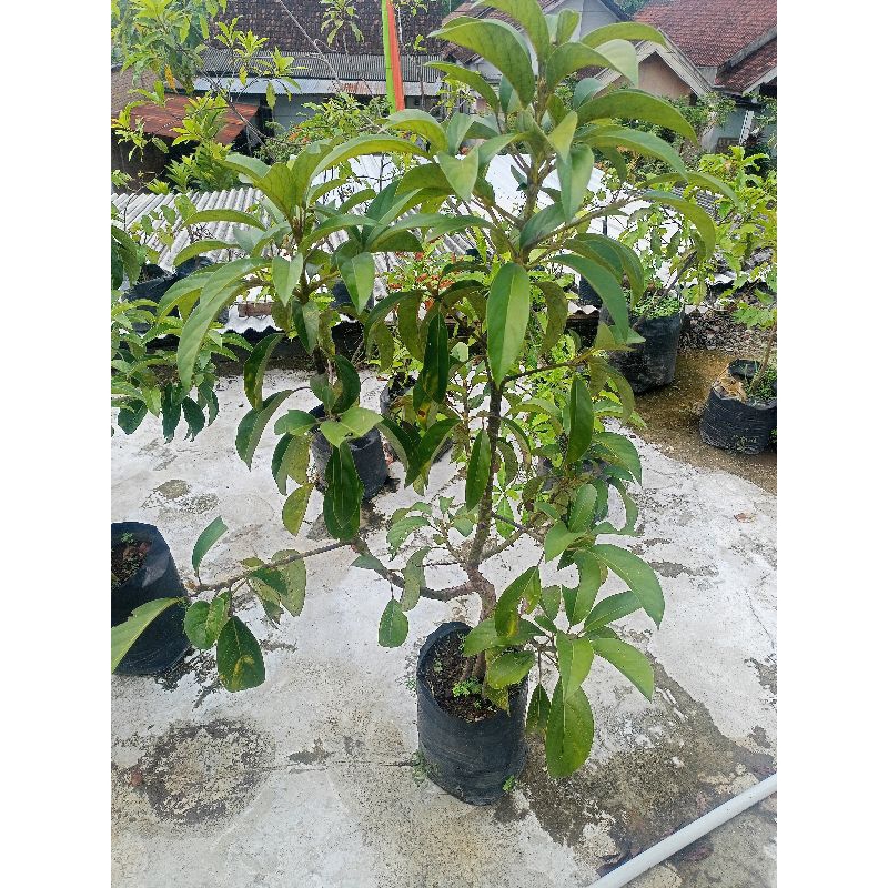 Jual bibit alpukat namlong rimbun besar | Shopee Indonesia