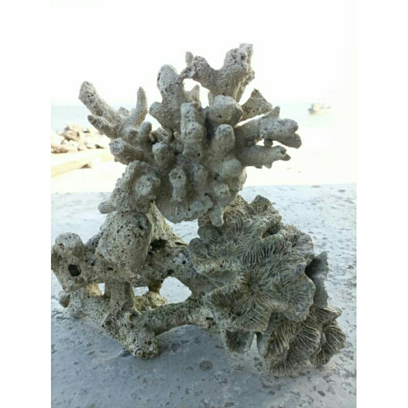 Jual Batu karang laut asli rangkai batu karang aquarium | Shopee Indonesia