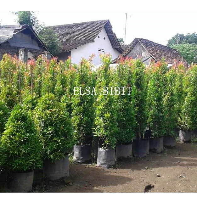 Jual BIBIT PUCUK MERAH 100CM TINGGI 1 METER (TANAMAN) | Shopee Indonesia