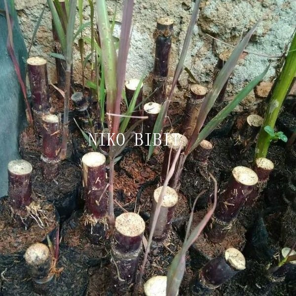 Jual BIBIT TEBU IRENG [HITAM] beli 5 gratis 1 | Shopee Indonesia
