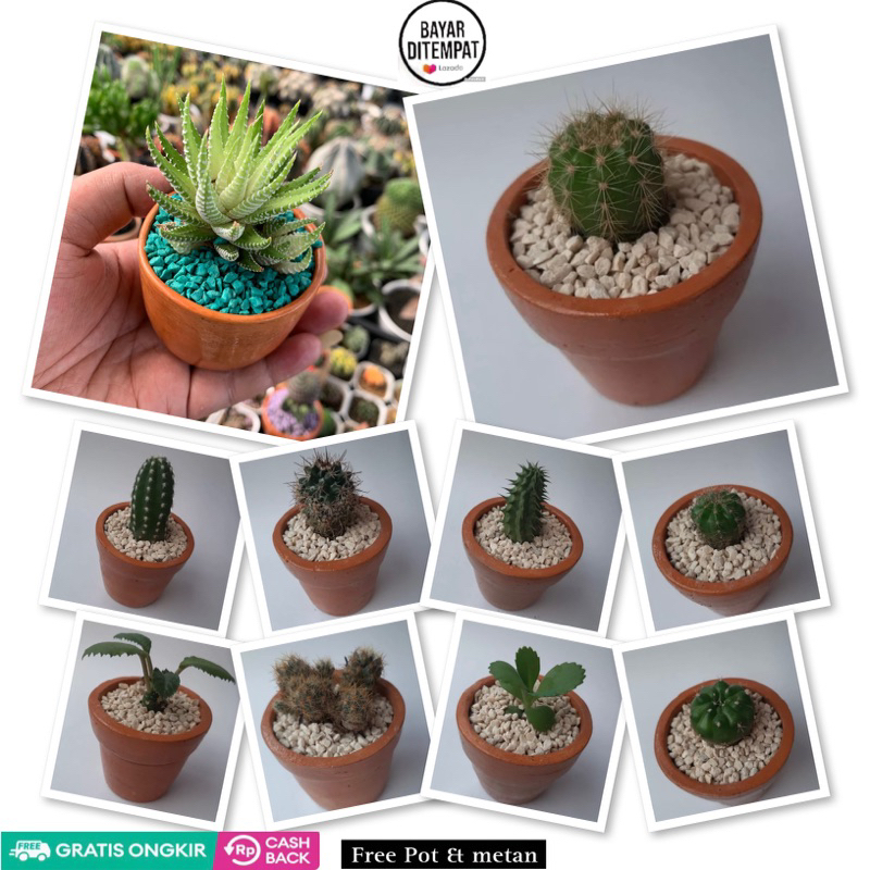 Jual Pot Teracota Tanaman kaktus dan sukulen TERMURAH | Shopee Indonesia