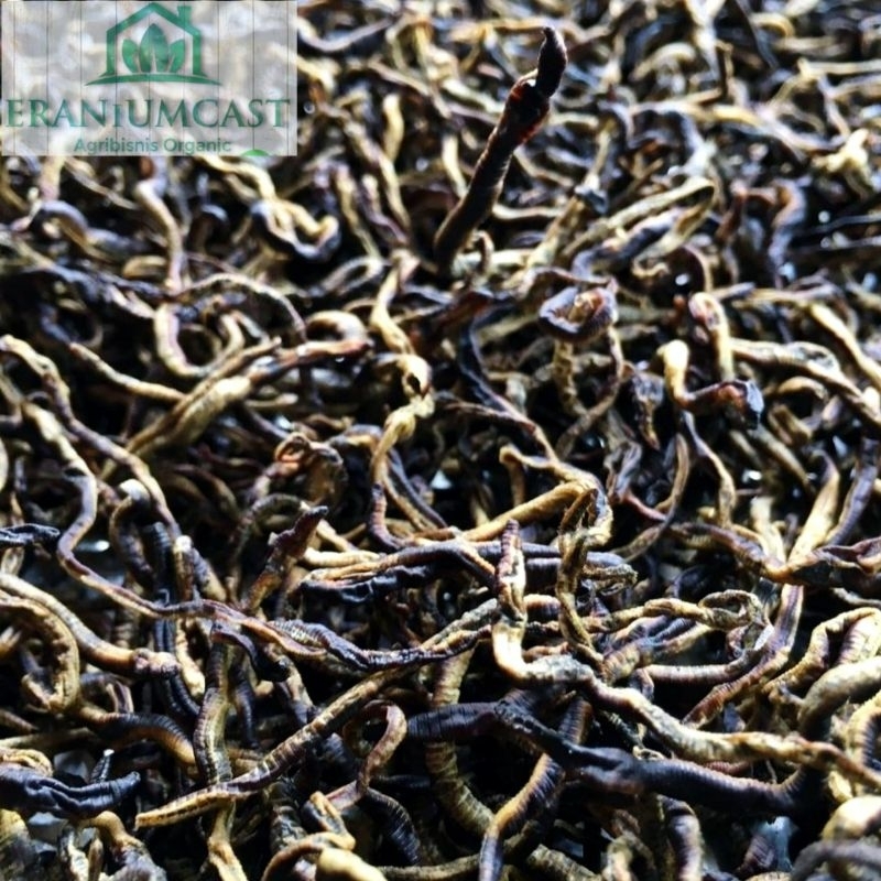 Jual Cacing Kering Lumbricus/Tiger/Anc untuk obat tipes dll | Shopee ...