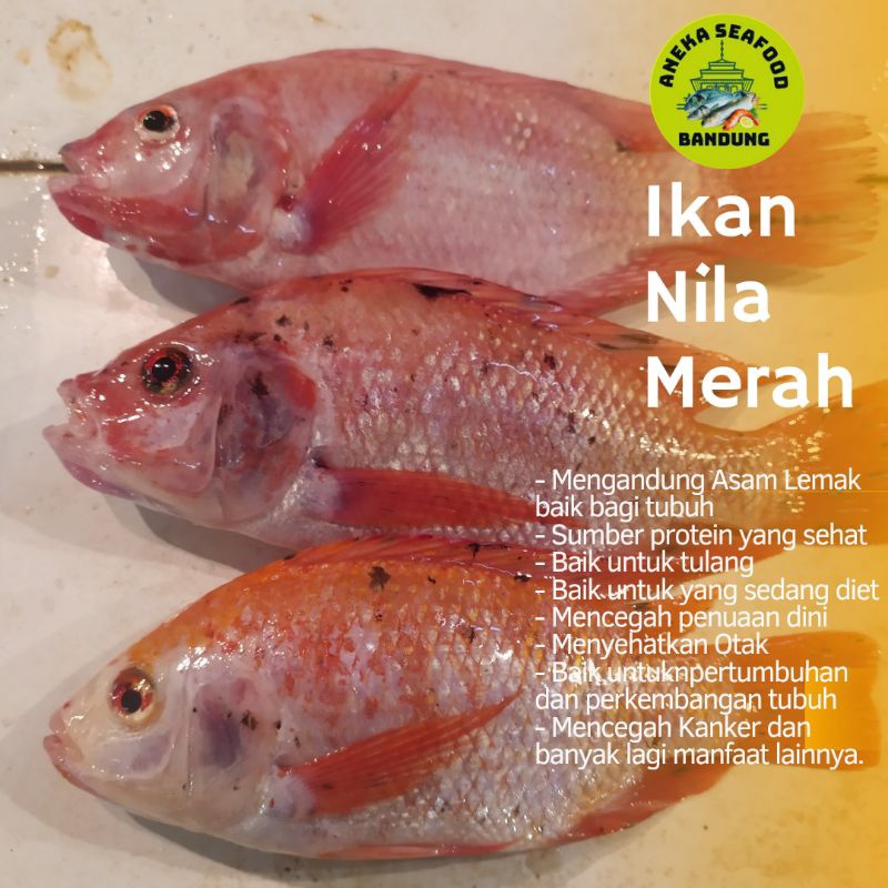 Jual Ikan Nila Merah Segar / Ikan Nila Merah Fresh | Shopee Indonesia