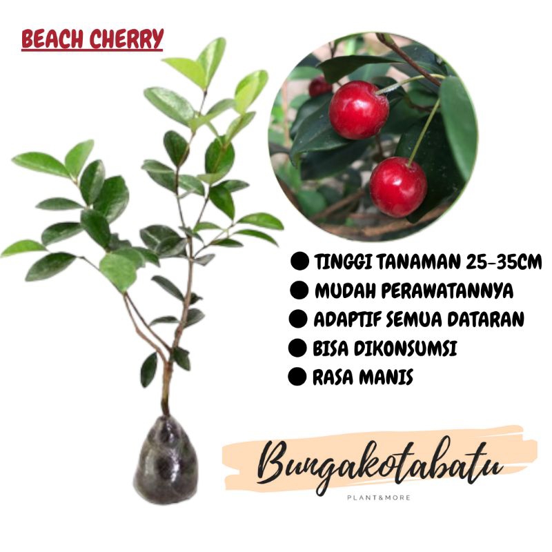 Jual Bibit Tanaman Buah Beach Cherry / Big Cerri | Shopee Indonesia