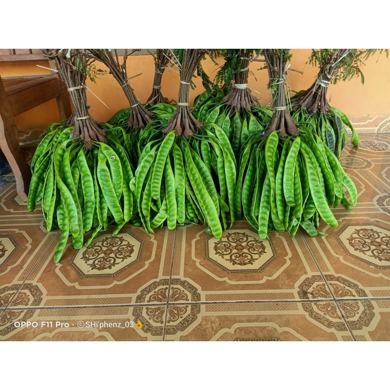 Jual (1PCS) Pete sedang asli wonogiri harga per papan atau lonjor ...