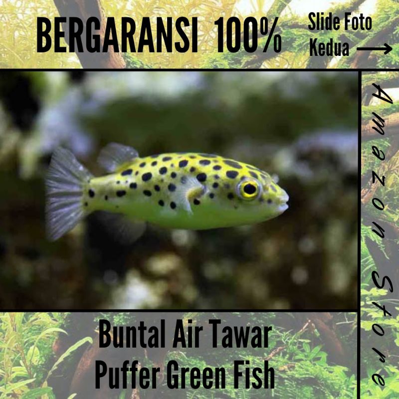 Jual Ikan Buntal Air Tawar / Puffer Green Fish | Shopee Indonesia