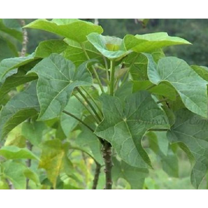 Jual DAUN JARAK SEGAR/DAUN JARAK PAGAR HERBAL | Shopee Indonesia