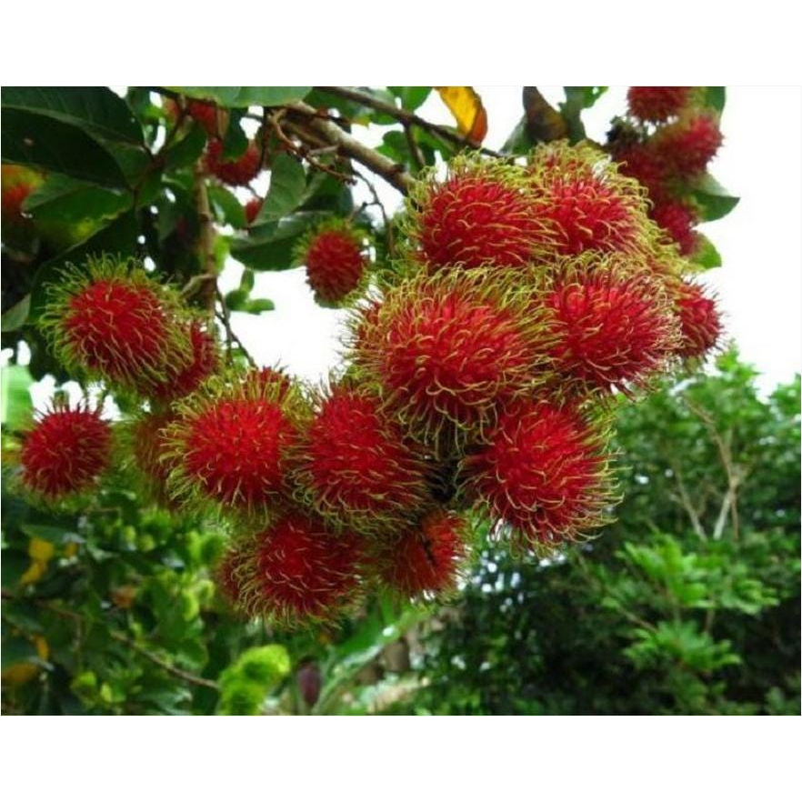 Jual Bibit rambutan binjai super original | Shopee Indonesia