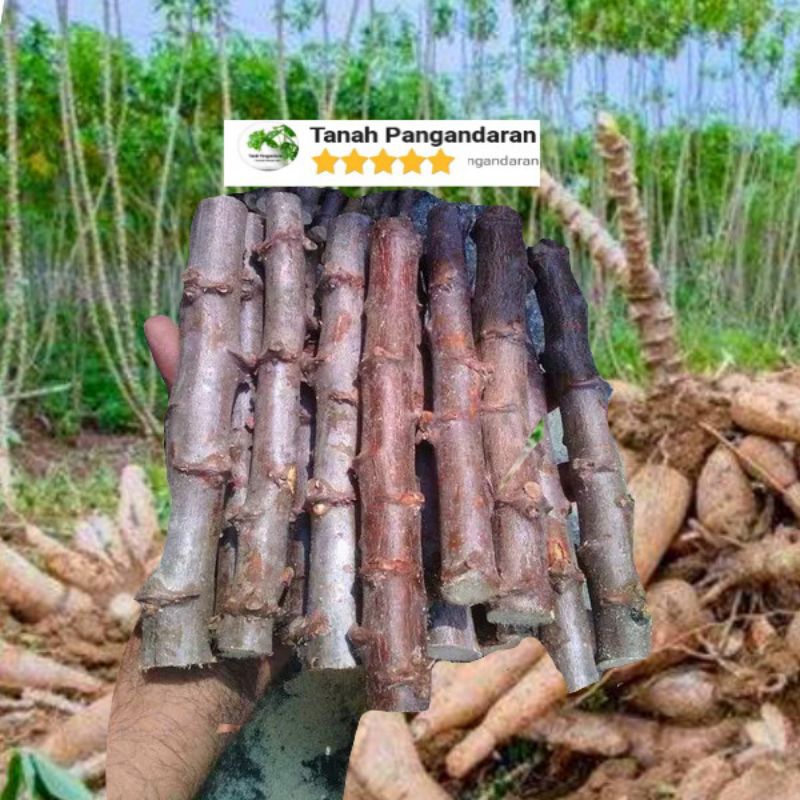 Jual Bibit Pohon Singkong Ketan Super Hasil Besar (Stek Siap Tanam ... Jual Bibit Pohon Singkong Ketan Super Hasil Besar (Stek Siap Tanam ...