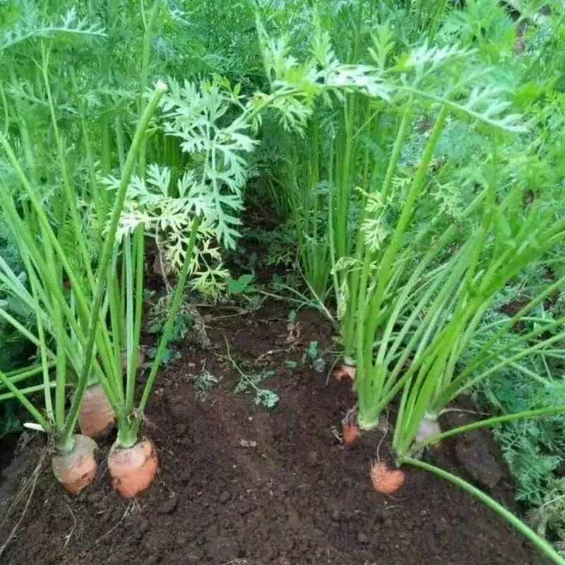 Jual 50 biji benih/bibit Wortel | Shopee Indonesia