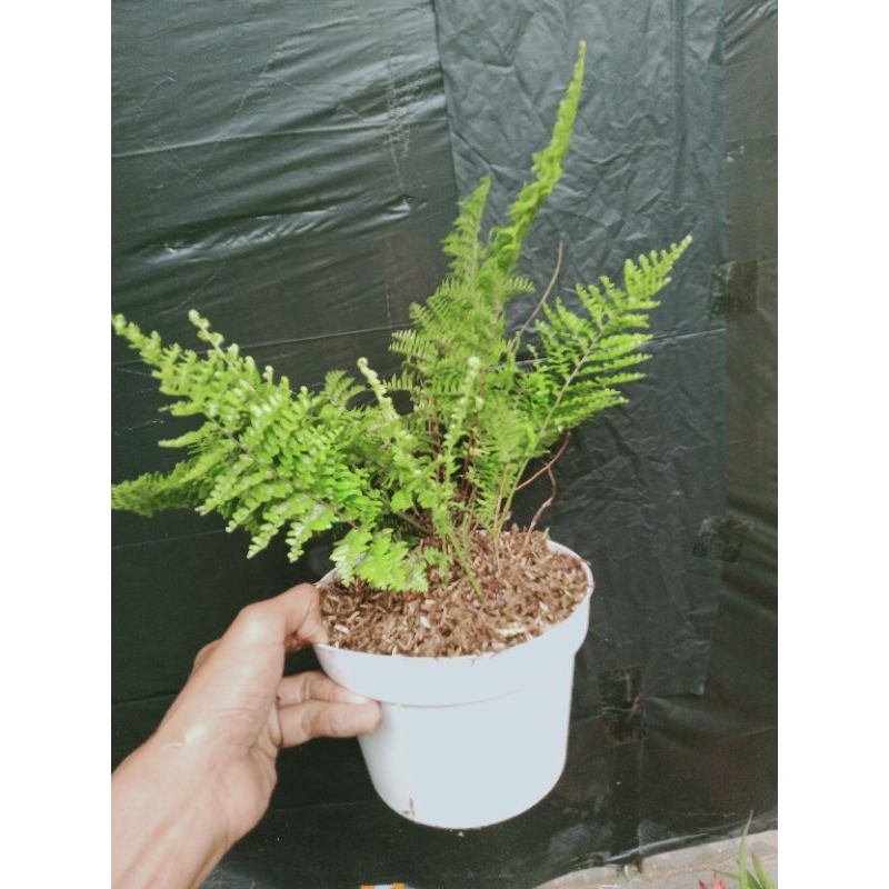 Jual Tanaman pakis embun rimbun | Shopee Indonesia