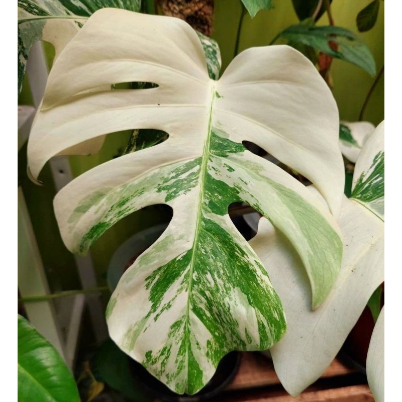 Jual Tanaman Hias Monstera White Tiger / Monstera Varigata/ Syngonium ...