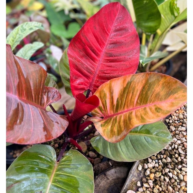Jual Tanaman Hias Philodendron Black Cardinal / Philo Black Cardinal ...