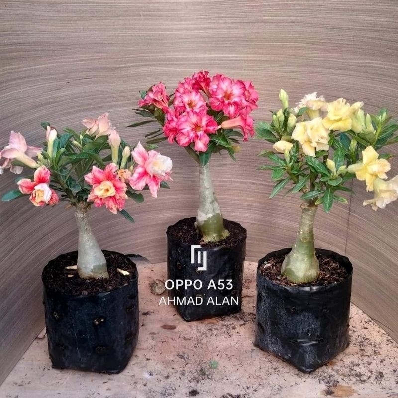 Jual adenium bunga tumpuk Size A+ paket 6 pohon 6 warna bonus 1 pohon ...