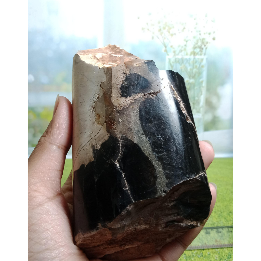Jual Natural Rough Fossil Kayu (petrified wood) (4) | Shopee Indonesia