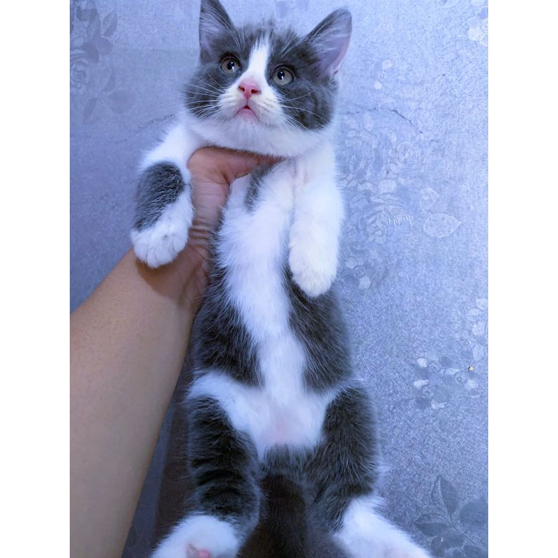 Jual kucing shorthair bicolor | Shopee Indonesia