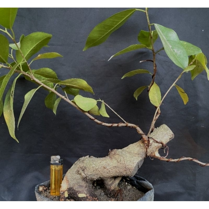 Jual bahan bonsai beringin bibis beringin iprik beringin preh beringin ...