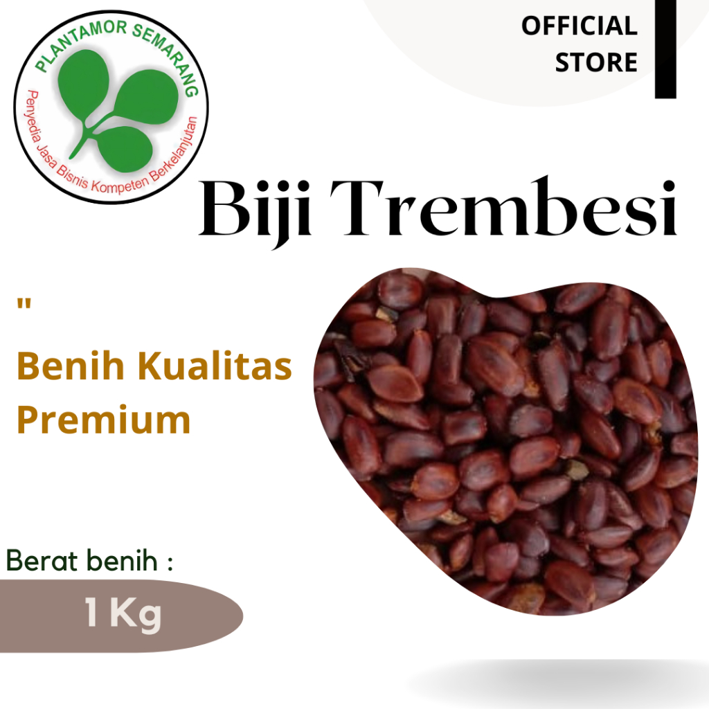 Jual Benih kayu keras atau Benih Trembesi (Samanea saman) atau Biji ...