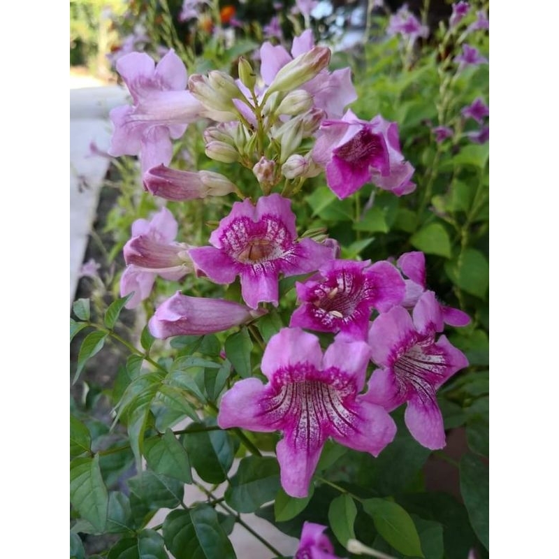 Jual Tanaman Bunga Tecoma pink terompet pink - Tecomaria pink | Shopee ...