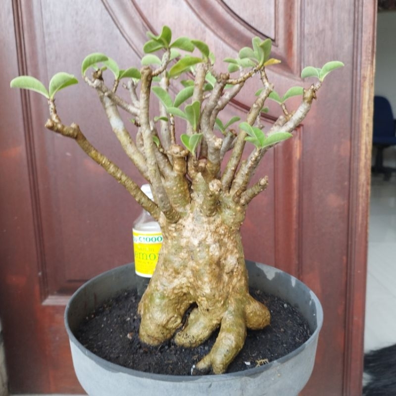Jual Adenium Black RCN | Shopee Indonesia